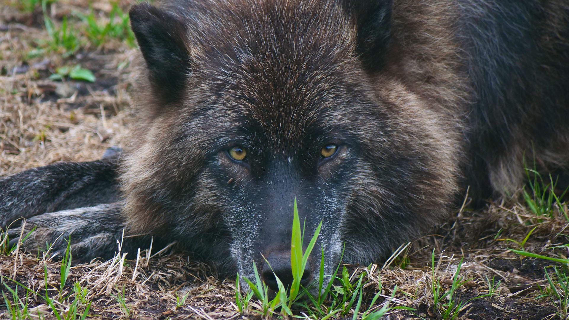 Sleeping With the Wolves at Cedar Meadows in Timmins | Northern Ontario Travel
